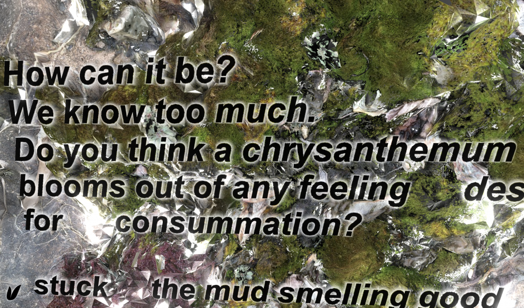 Chrysanthemum | Morgan Jenks - Digital America